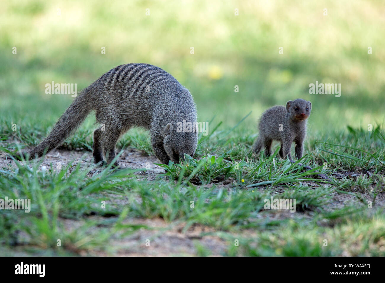 Herpestidae hi-res stock photography and images - Alamy