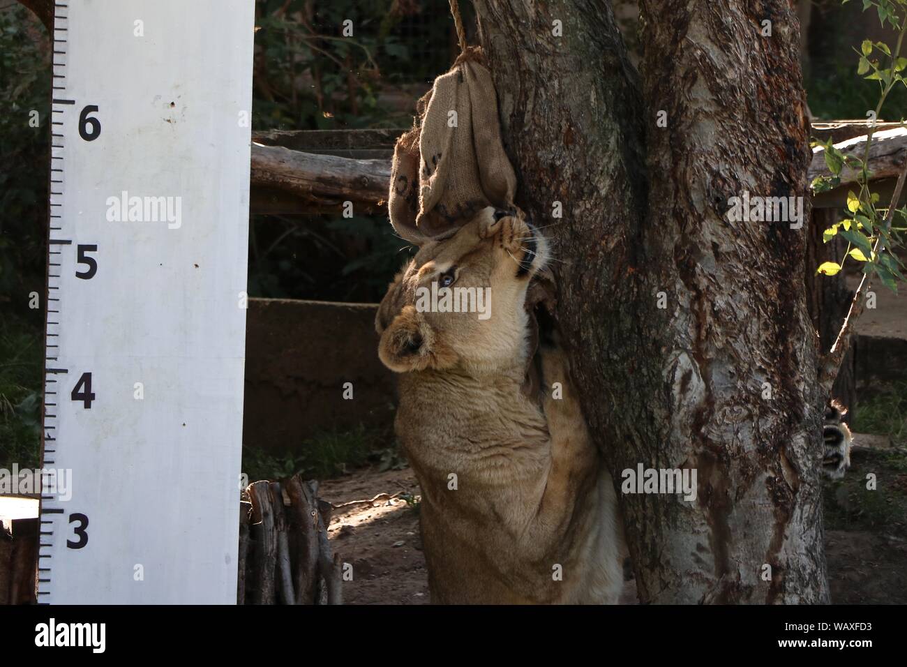 Annual weigh - in records animals vital statistics at ZSL London Zoo 22 ...