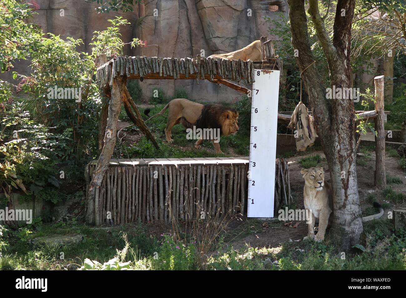 Annual weigh - in records animals vital statistics at ZSL London Zoo 22 ...