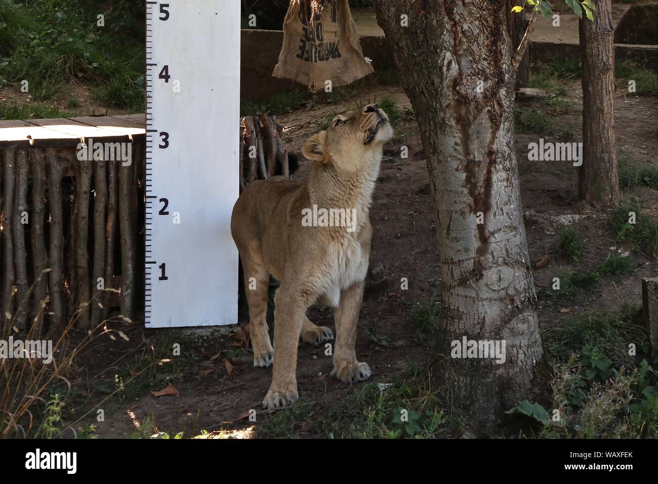 Annual weigh - in records animals vital statistics at ZSL London Zoo 22 ...