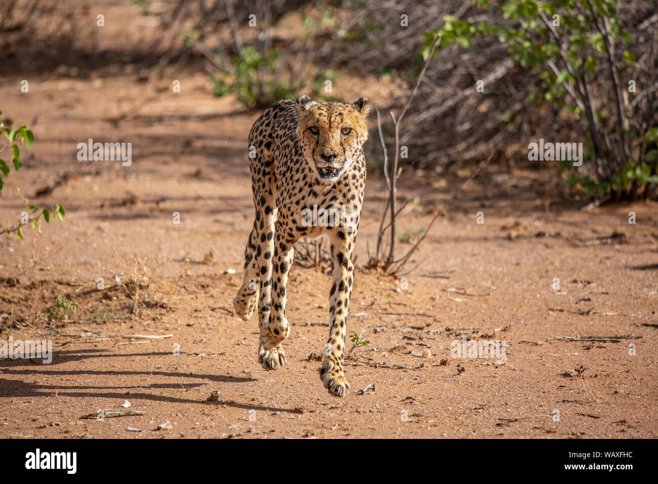 Nature, Namibia, Cheetah, Animal, Cat, , 30077701 Stock Photo - Alamy