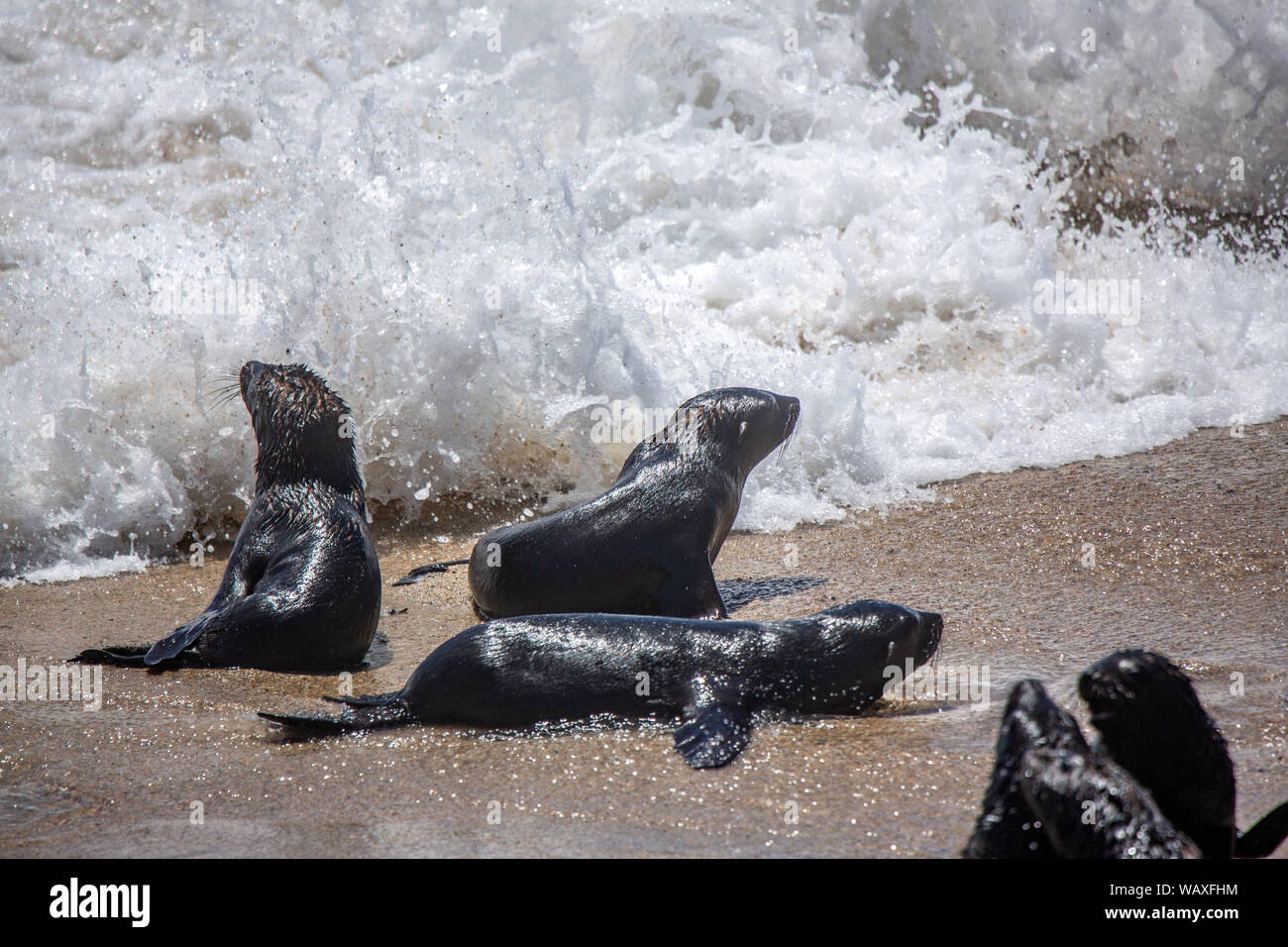 Pinniped pinnipedia hi-res stock photography and images - Alamy