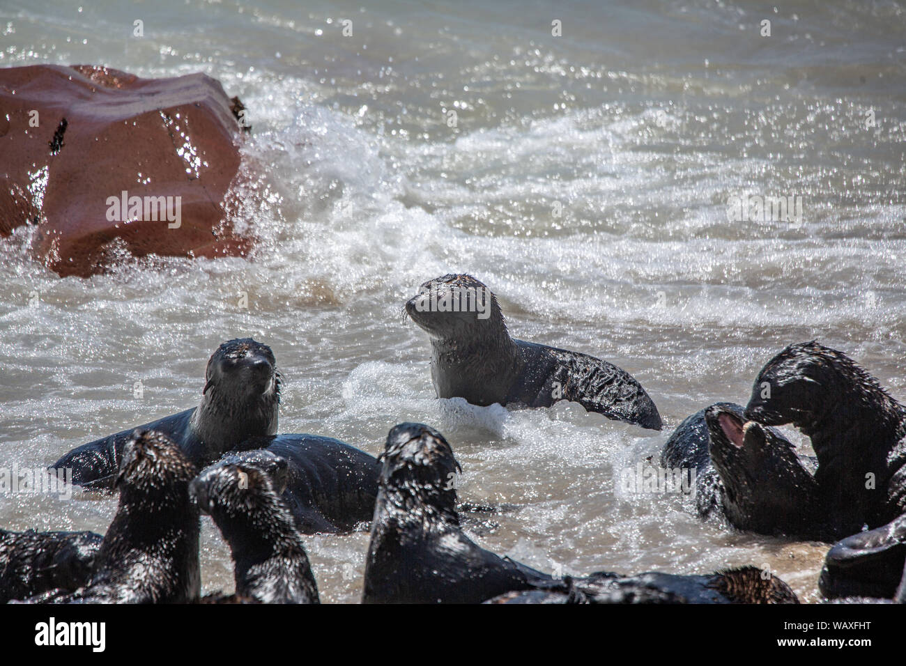 Pinniped pinnipedia hi-res stock photography and images - Alamy