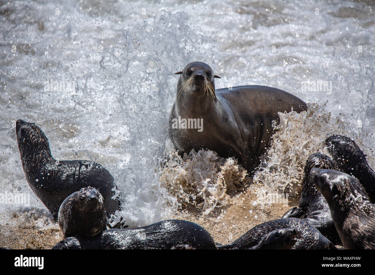 Pinniped pinnipedia hi-res stock photography and images - Alamy