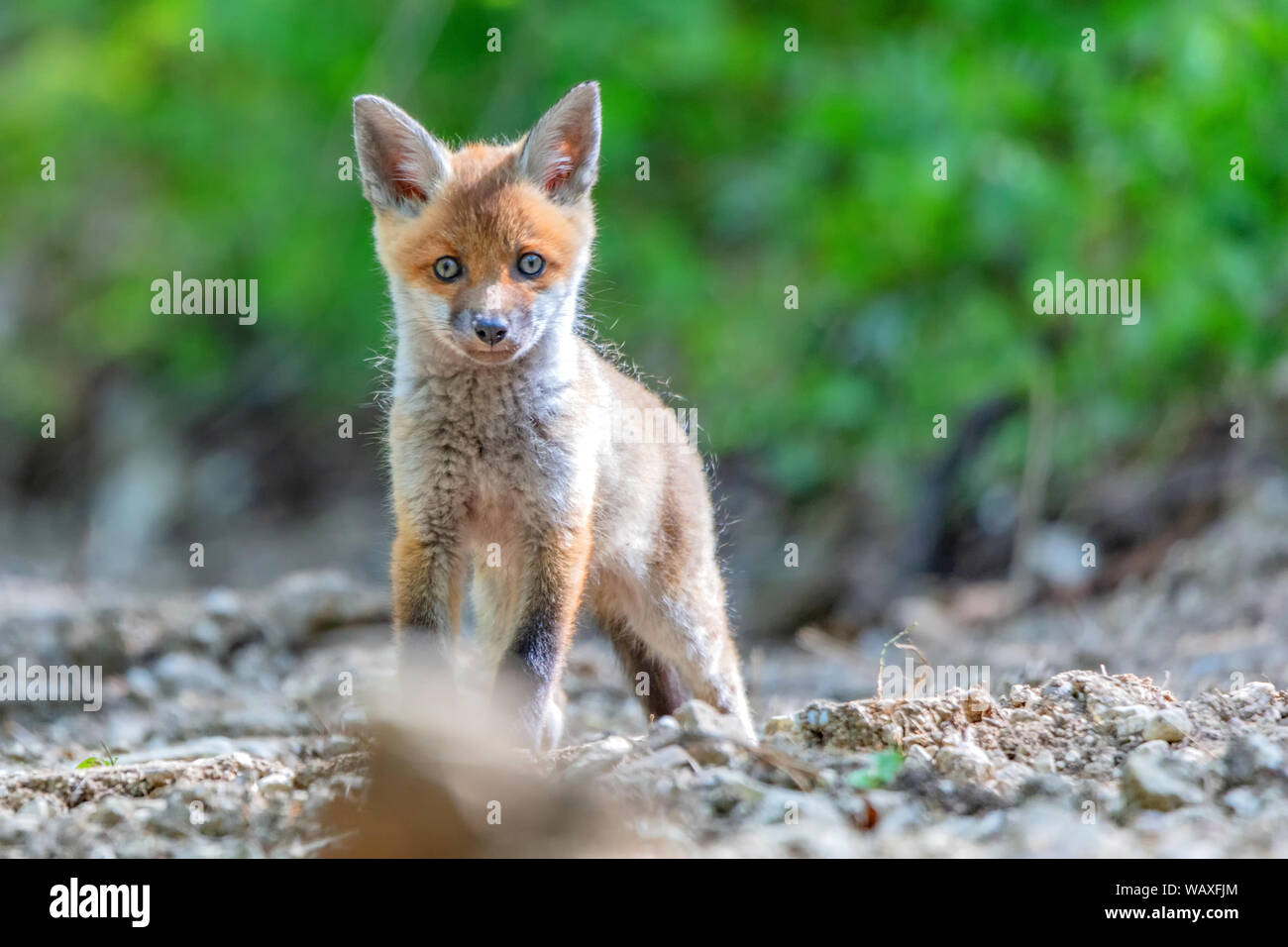 Nature, Switzerland, Wild, Fox, Vulpes vulpes, Red Fox, 30077752 Stock ...