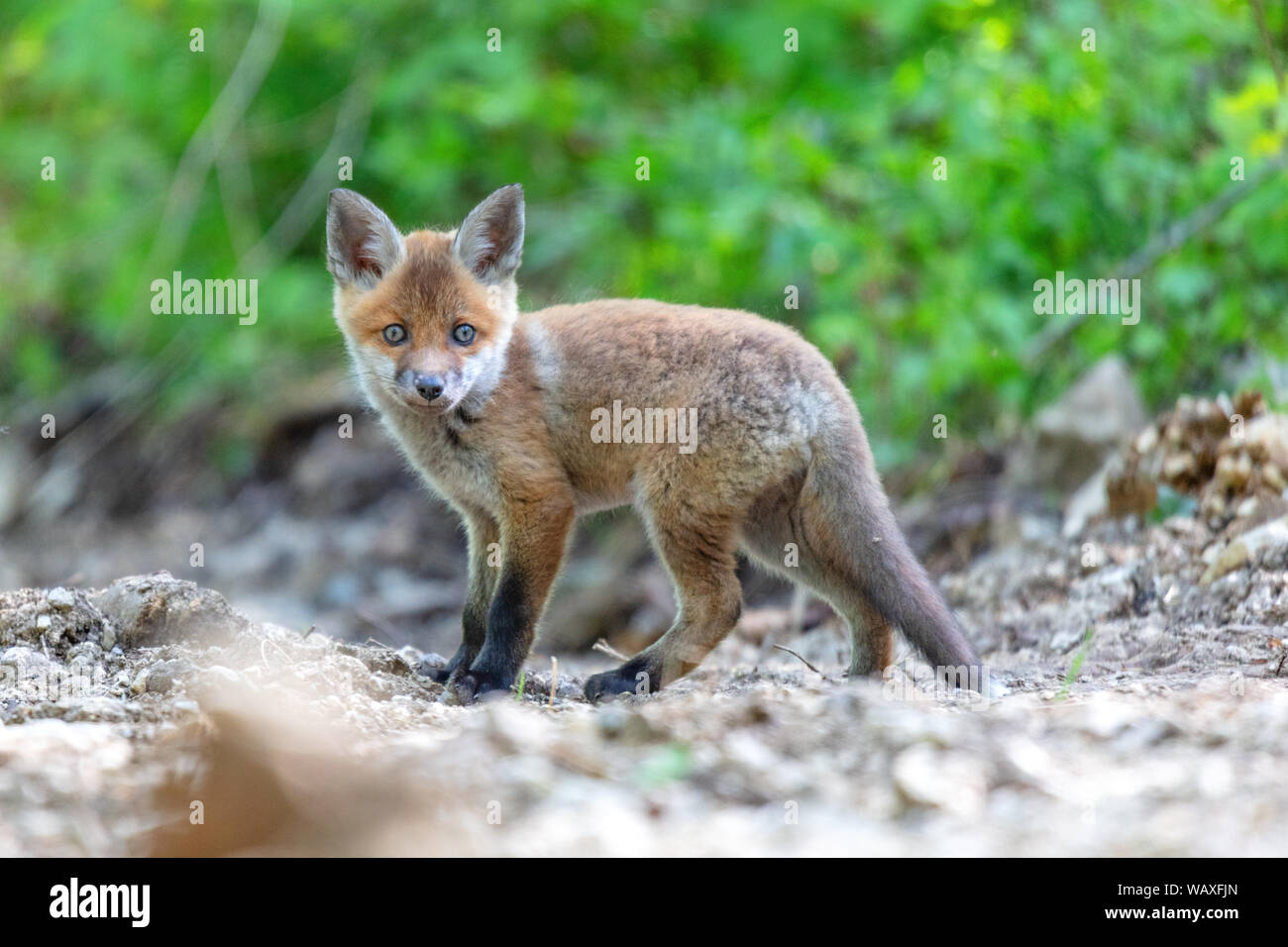 Nature, Switzerland, Wild, Fox, Vulpes vulpes, Red Fox, 30077750 Stock ...