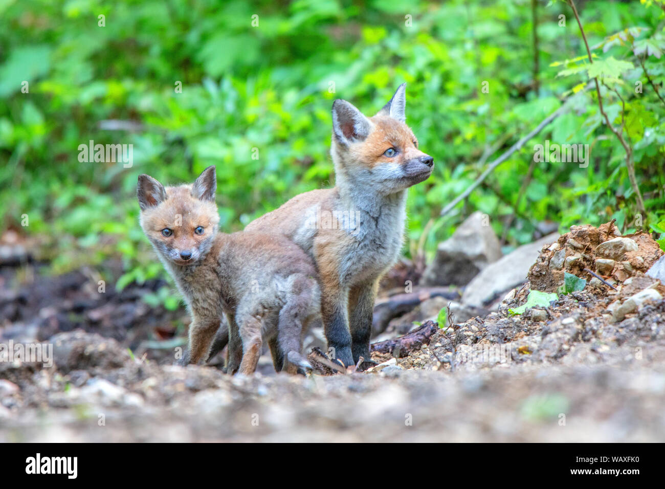 Nature, Switzerland, Wild, Fox, Vulpes vulpes, Red Fox, 30077751 Stock ...