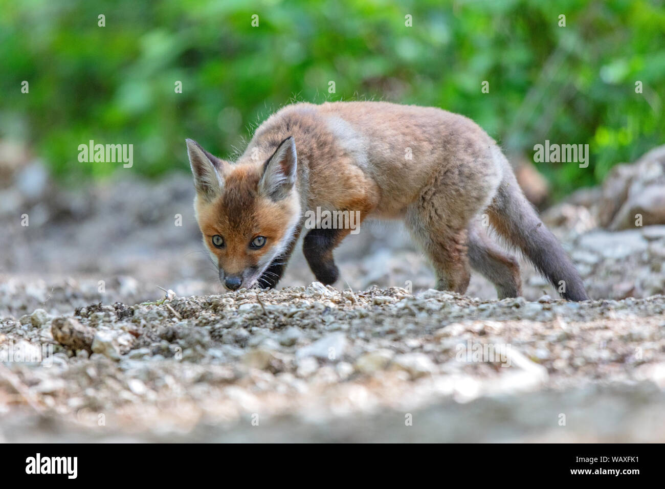 Nature, Switzerland, Wild, Fox, Vulpes vulpes, Red Fox, 30077753 Stock ...