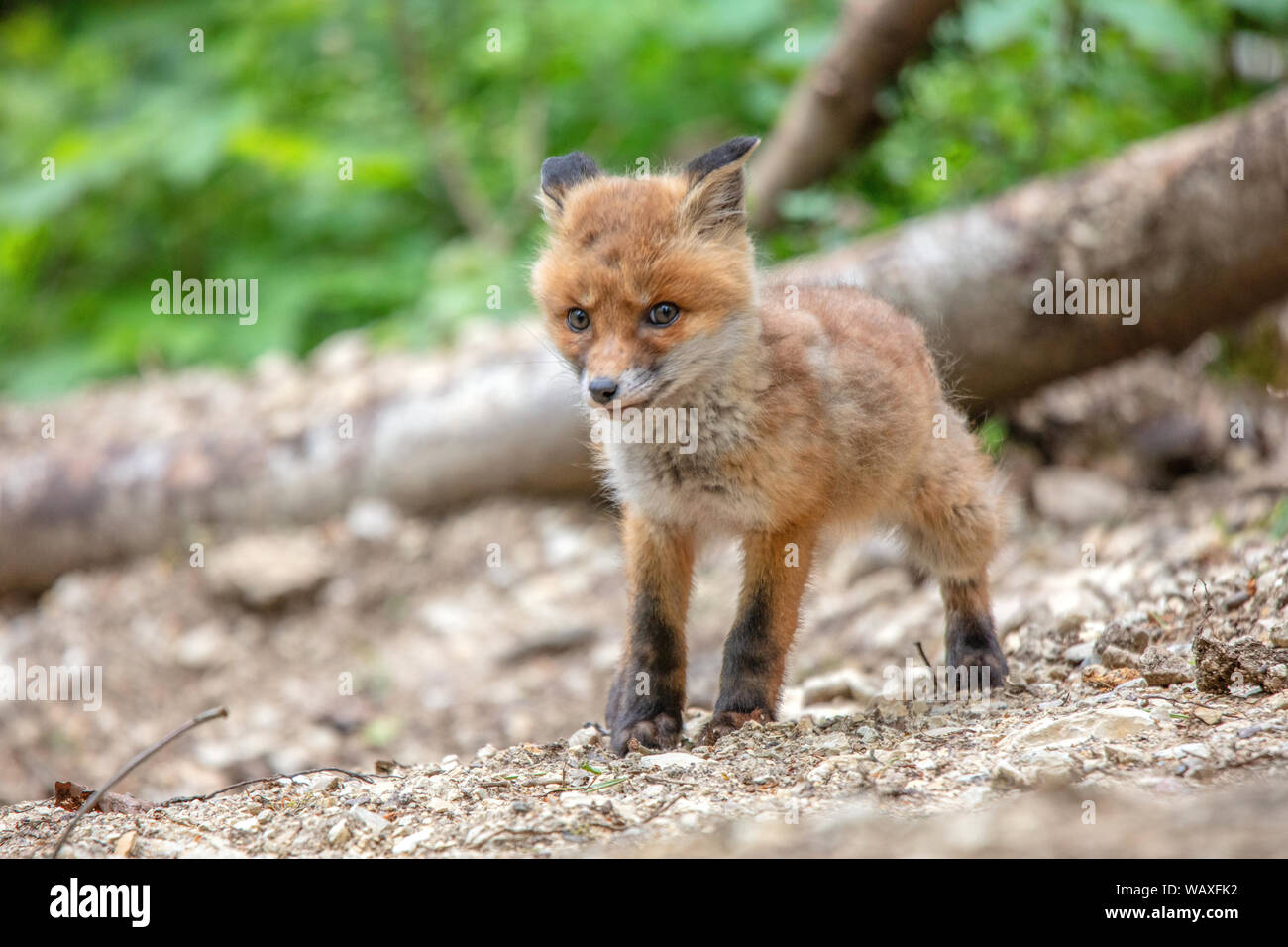 Nature, Switzerland, Wild, Fox, Vulpes vulpes, Red Fox, 30077756 Stock ...