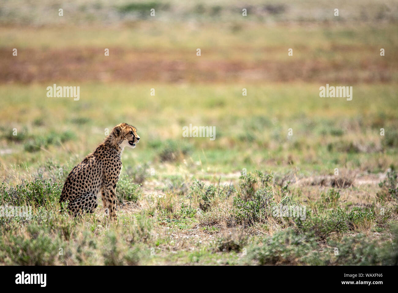 Nature, Wild, Animal, Cheetah, Namibia, Etosha, Acinonyx, 30077810 ...