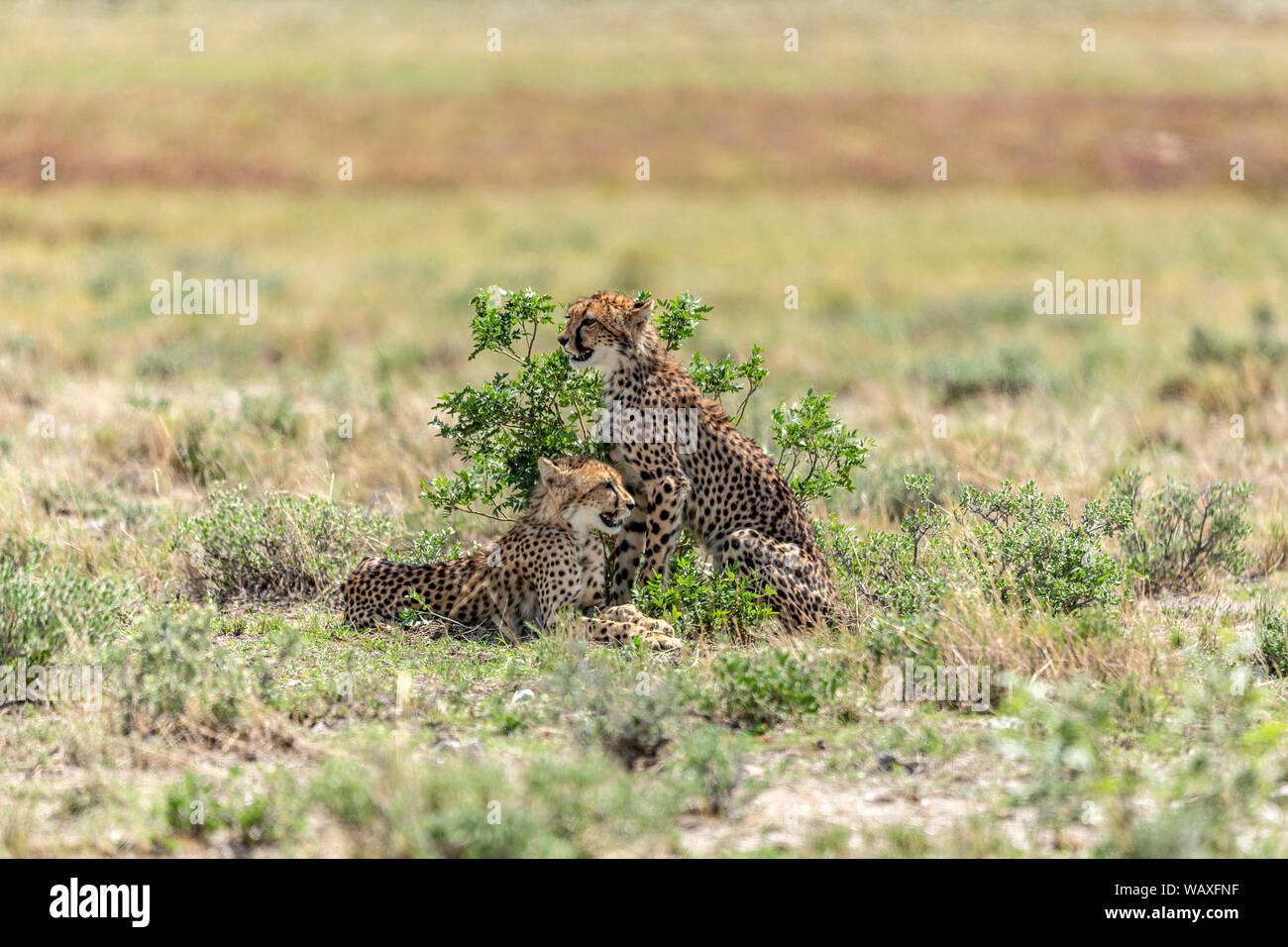 Nature, Wild, Animal, Cheetah, Namibia, Etosha, Acinonyx, 30077813 ...
