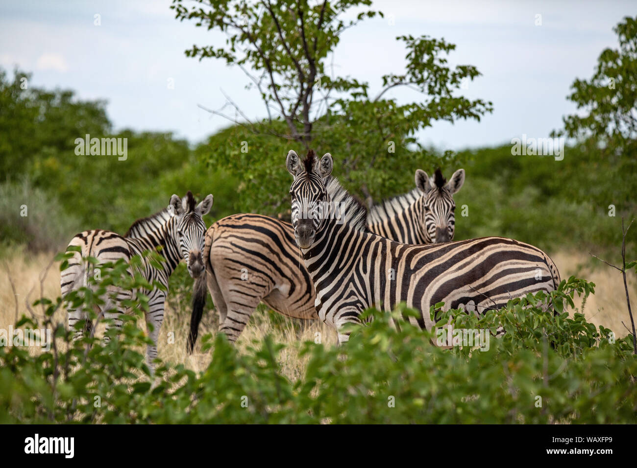 Nature, Wild, Animal, Zebra, Namibia, Hippotigris, 30077843 Stock Photo ...
