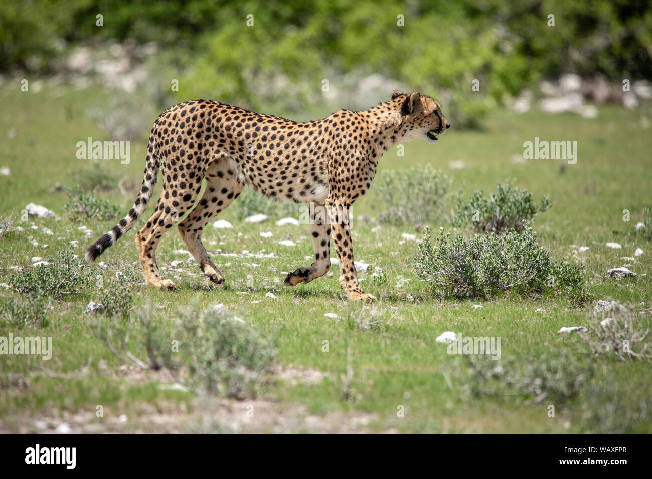 Nature, Wild, Animal, Cheetah, Namibia, Etosha, Acinonyx, 30077804 ...