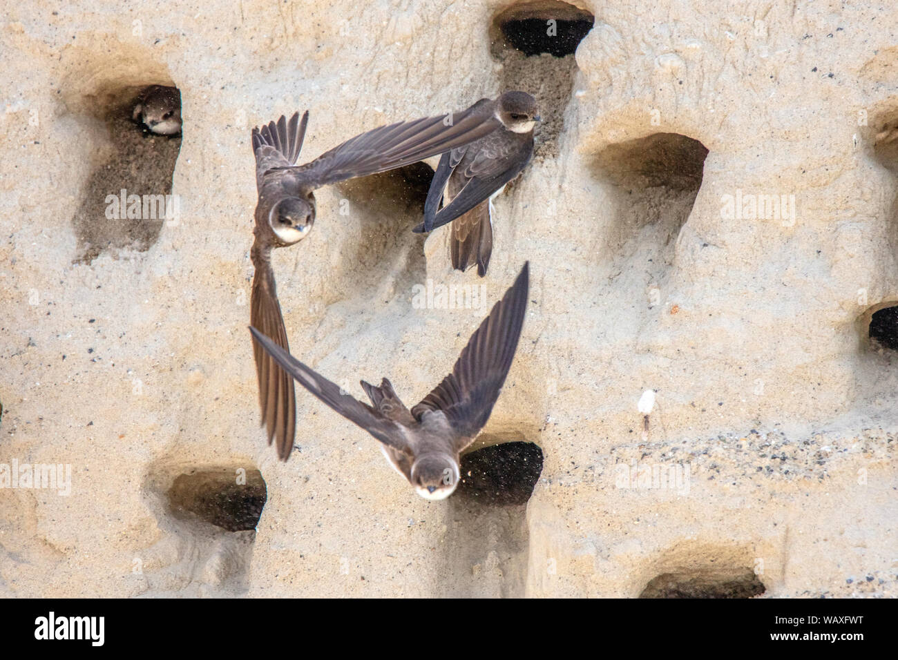 Nature, Wild, Switzerland, Bird, swallow, Riparia riparia, Sand martin ...