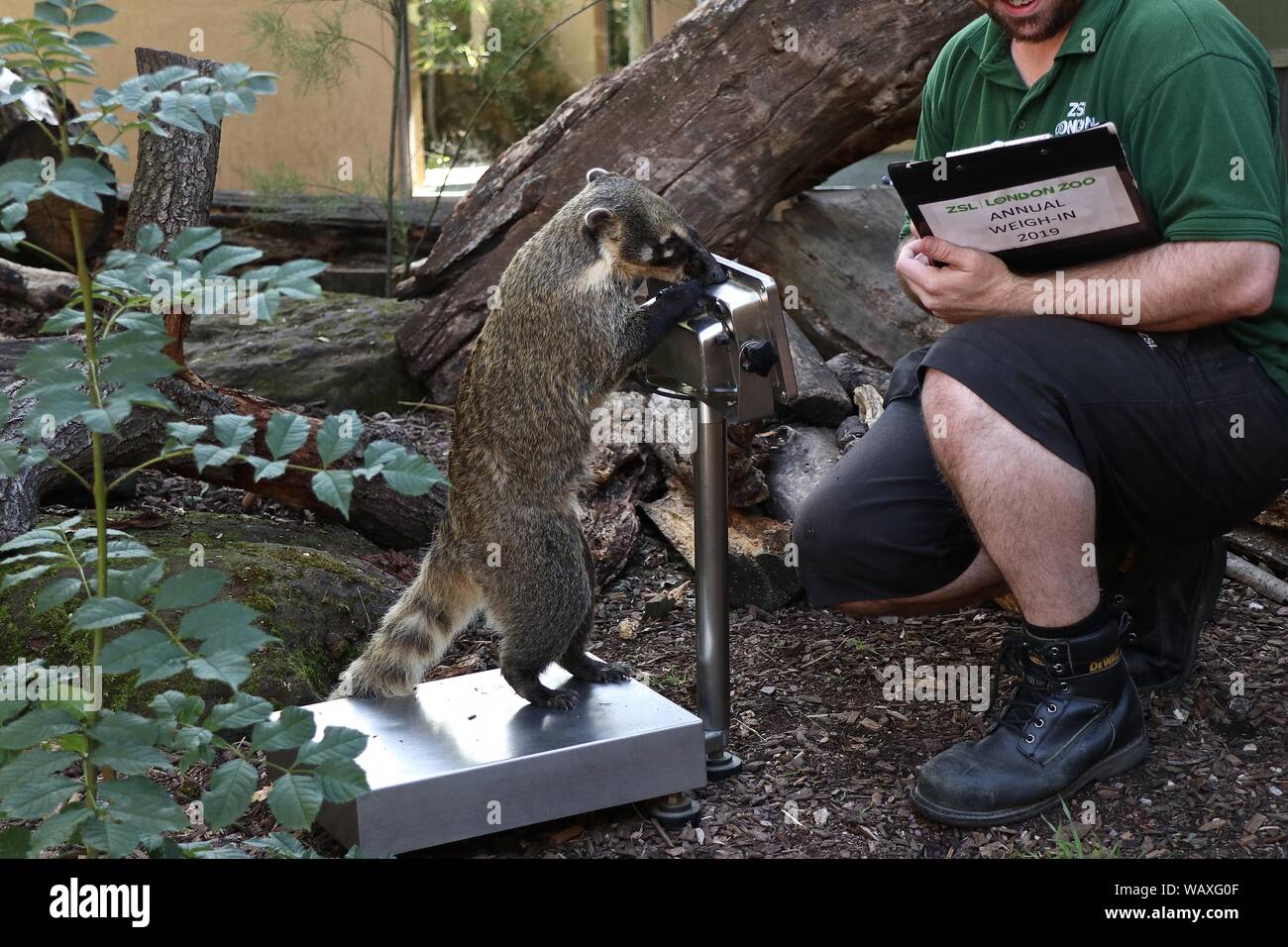 Annual weigh - in records animals vital statistics at ZSL London Zoo 22 ...