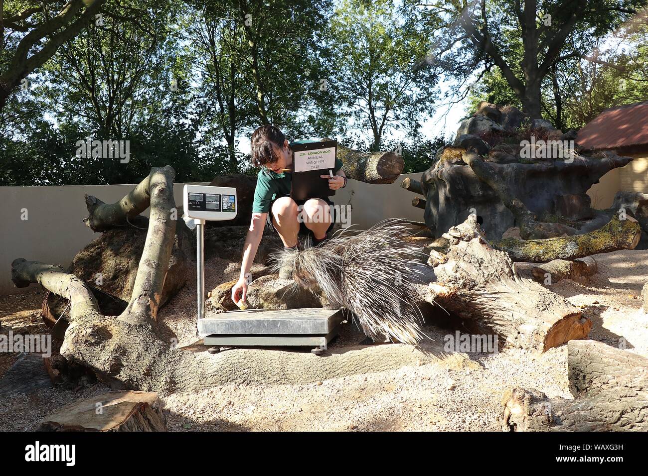 Annual weigh - in records animals vital statistics at ZSL London Zoo 22 ...