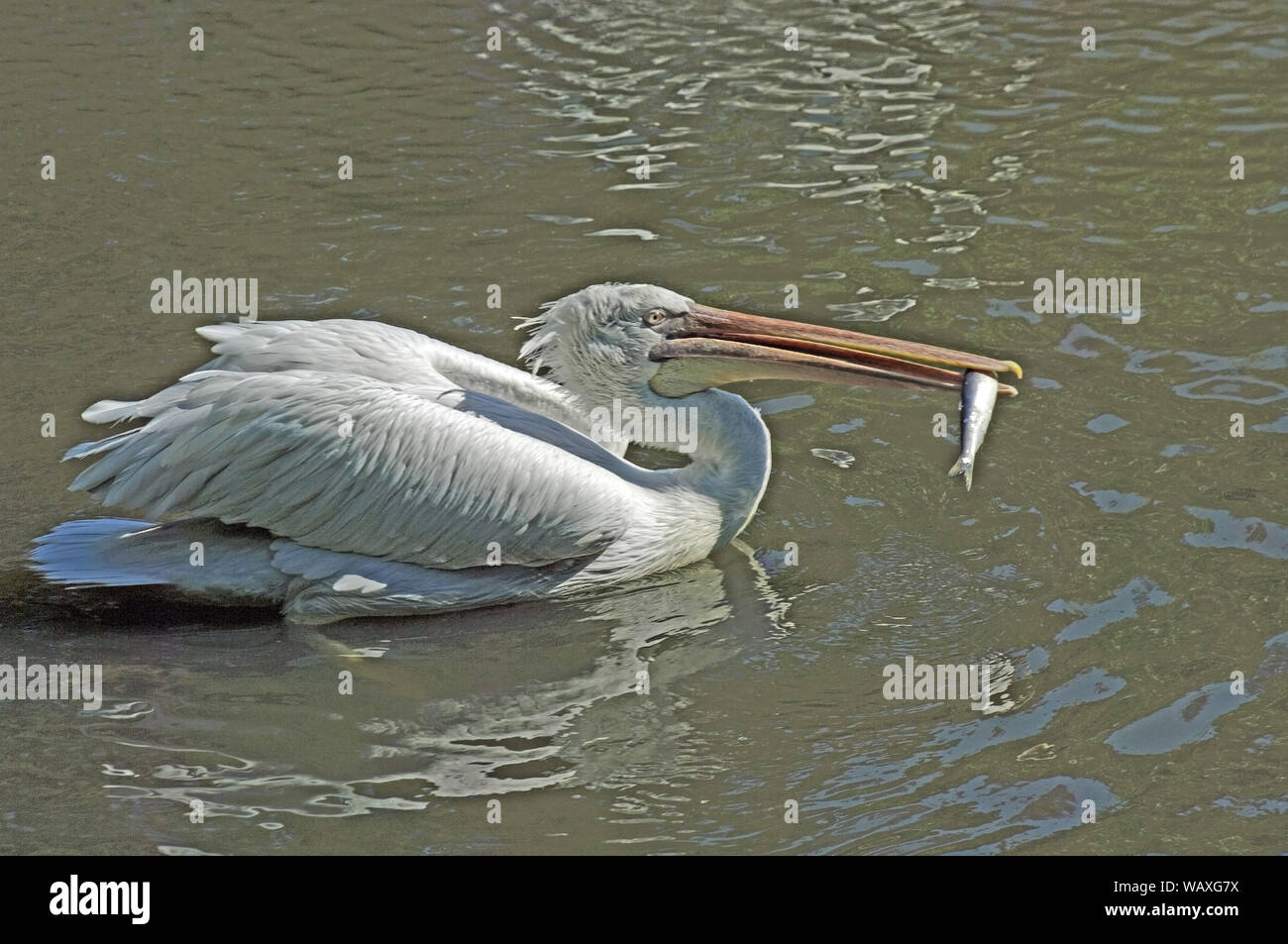 Pelecan High Resolution Stock Photography and Images - Alamy