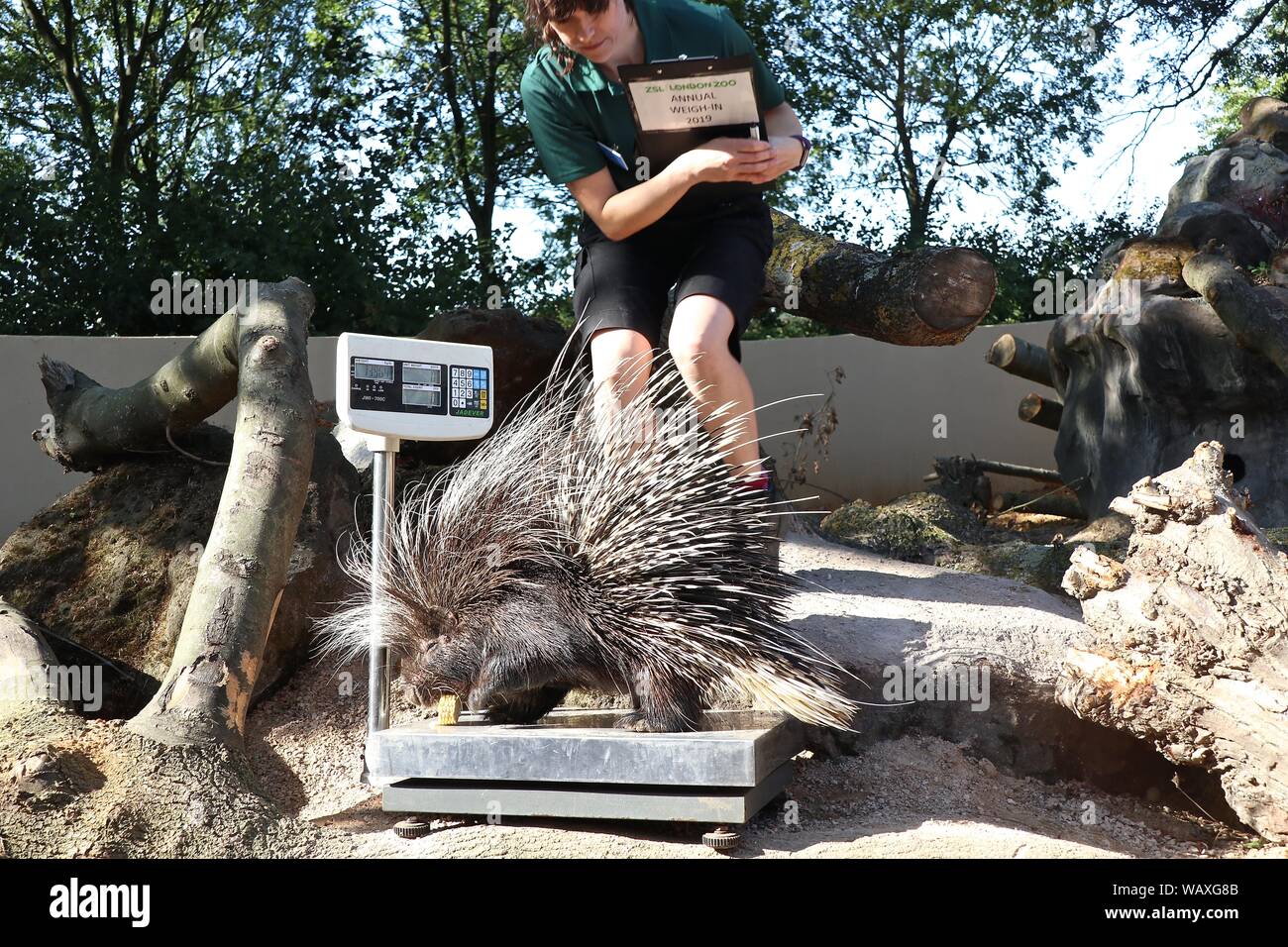 Annual weigh - in records animals vital statistics at ZSL London Zoo 22 ...