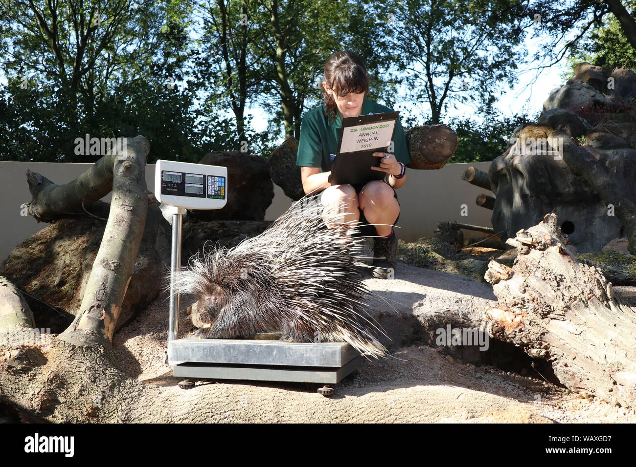Annual weigh - in records animals vital statistics at ZSL London Zoo 22 ...