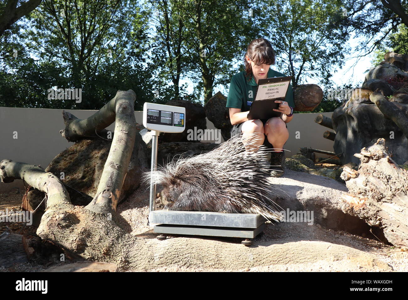 Annual weigh - in records animals vital statistics at ZSL London Zoo 22 ...