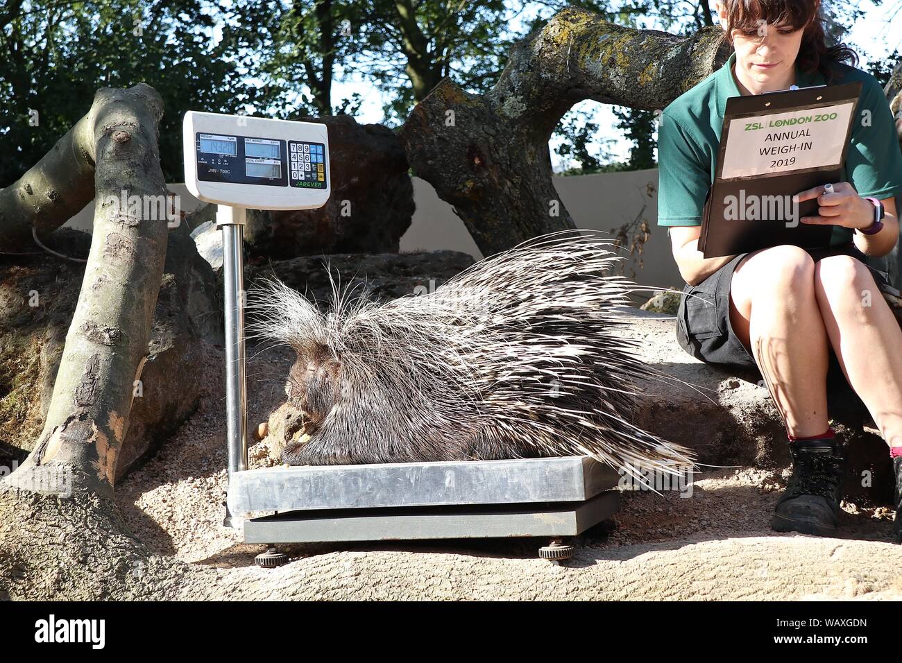 Annual weigh - in records animals vital statistics at ZSL London Zoo 22 ...