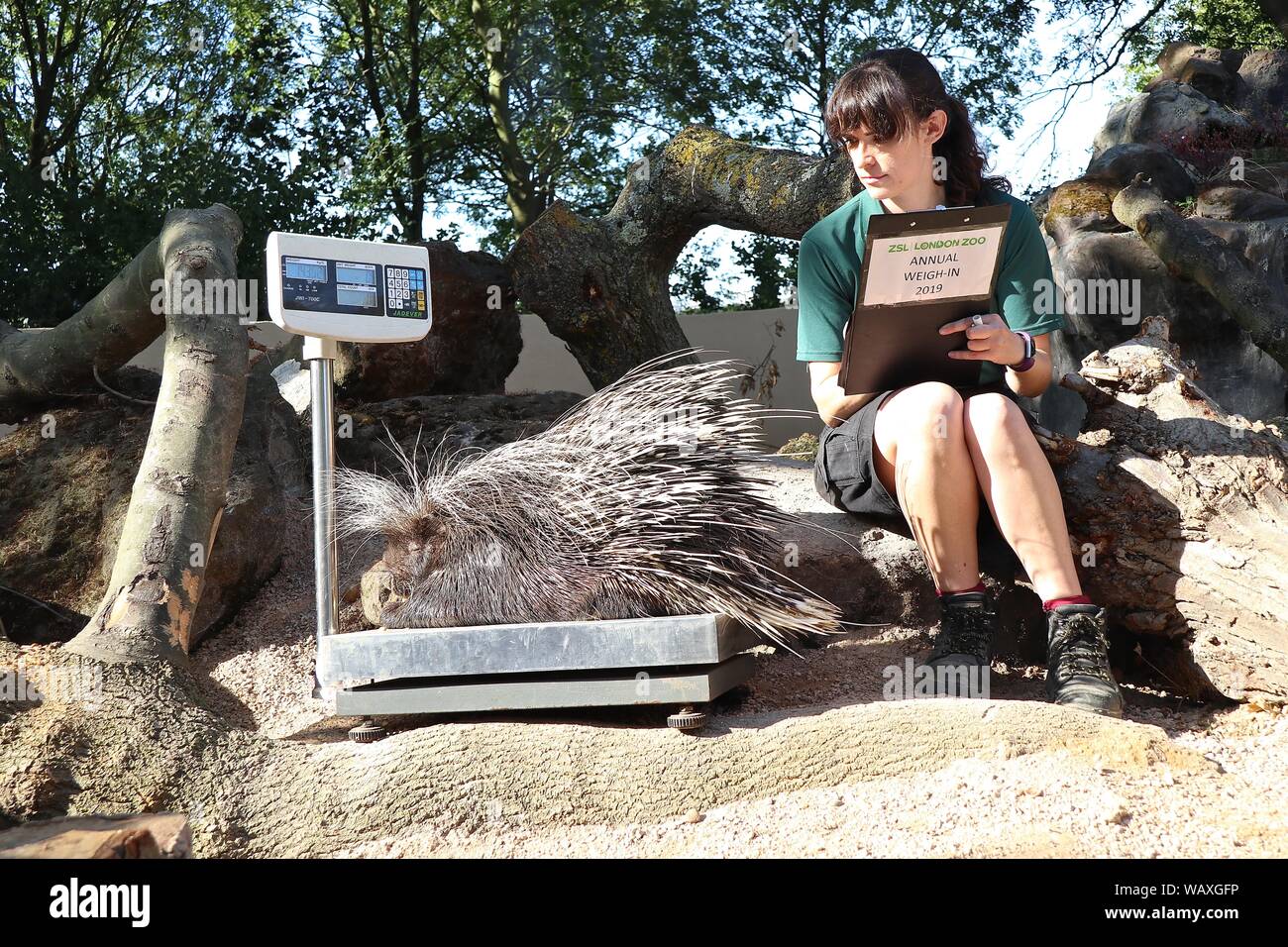 Annual weigh - in records animals vital statistics at ZSL London Zoo 22 ...