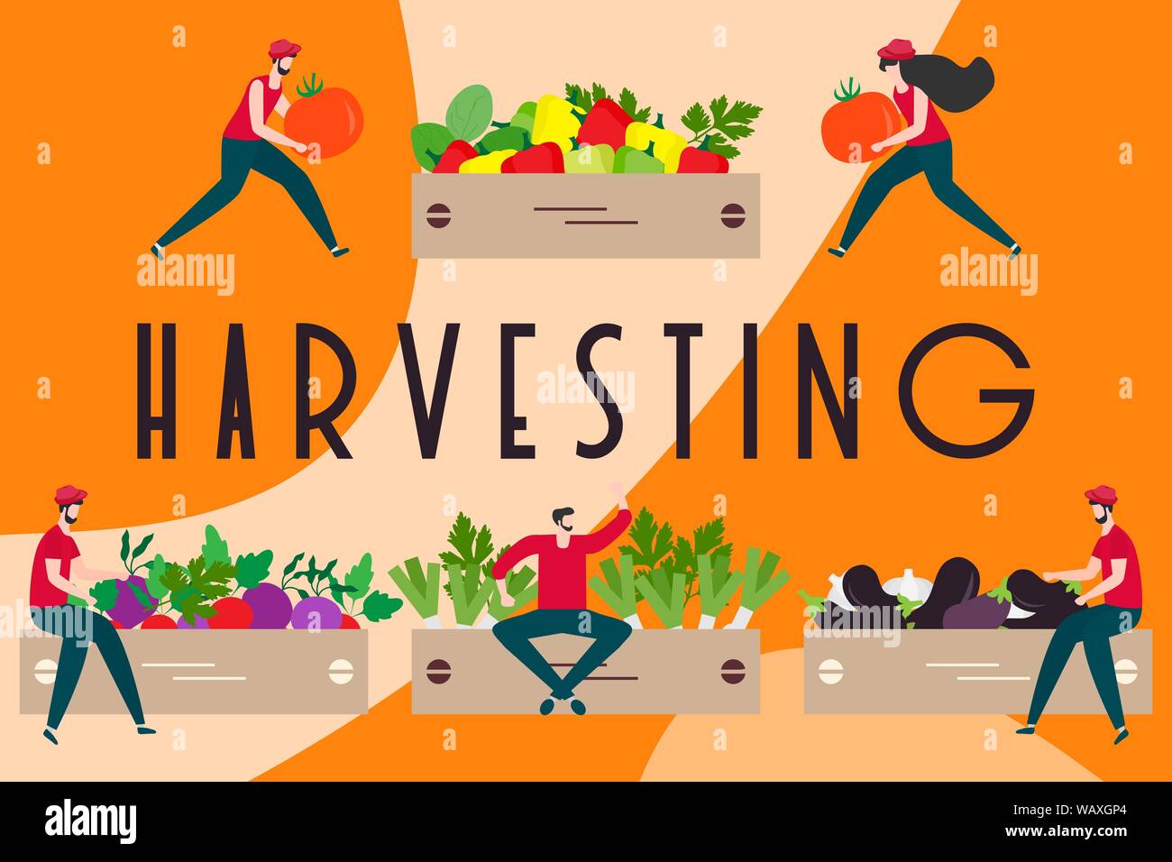Vector illustration with people harvesting vegetables, boxes ...