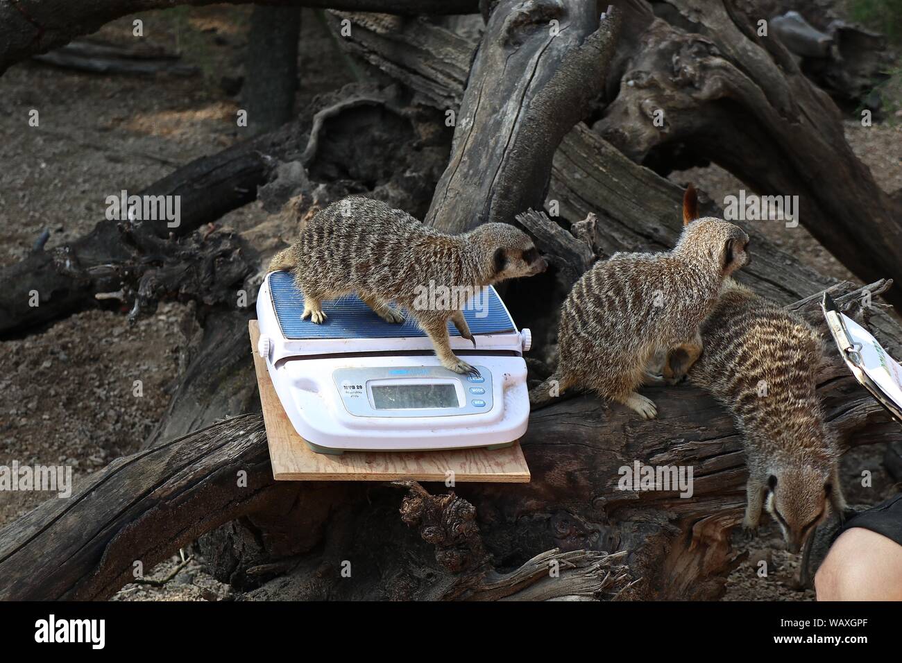 Annual weigh - in records animals vital statistics at ZSL London Zoo 22 ...
