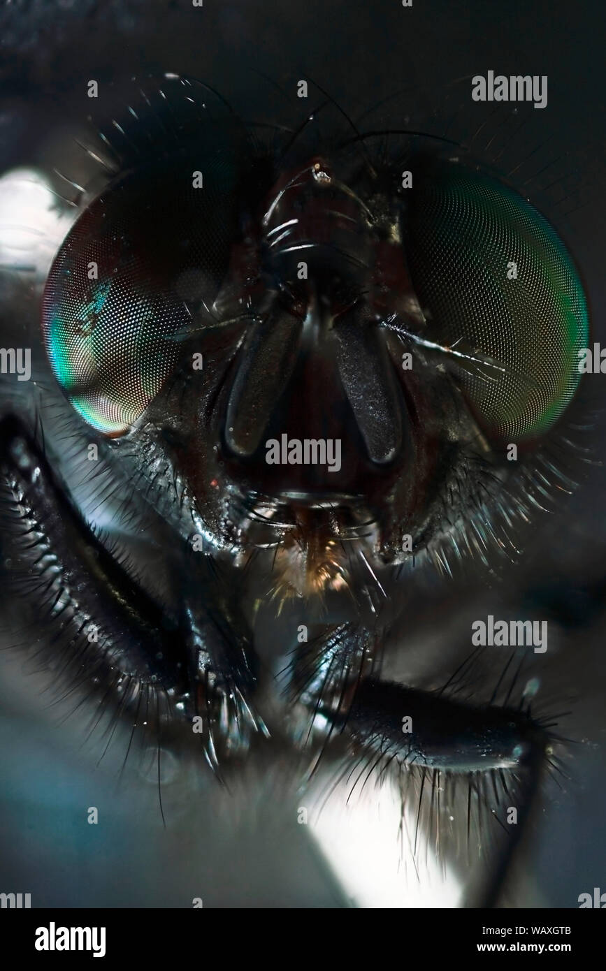 White eye fruit fly hi-res stock photography and images - Alamy