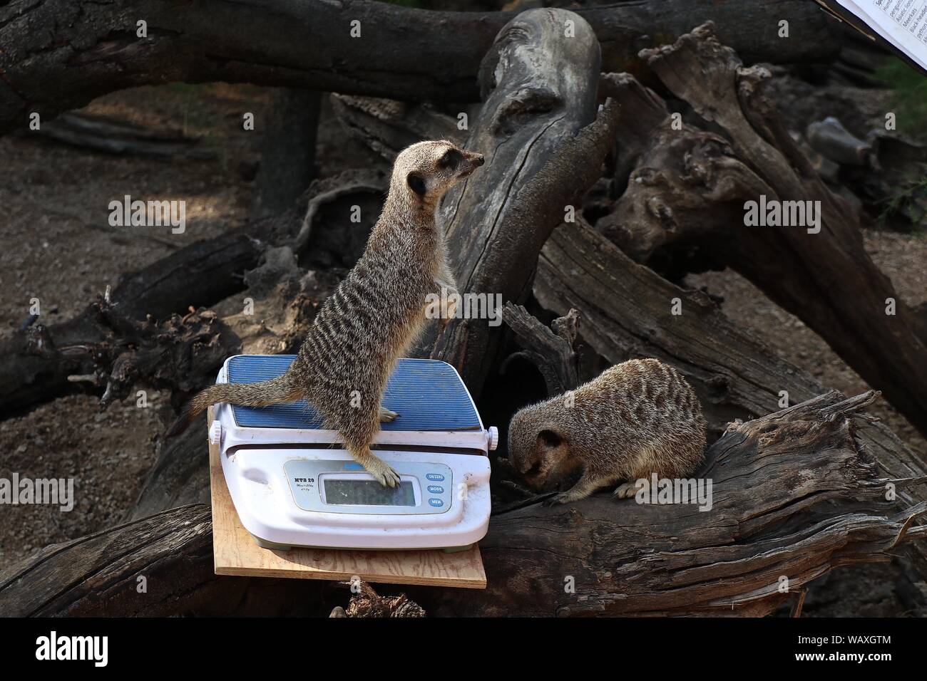 Annual weigh - in records animals vital statistics at ZSL London Zoo 22 ...