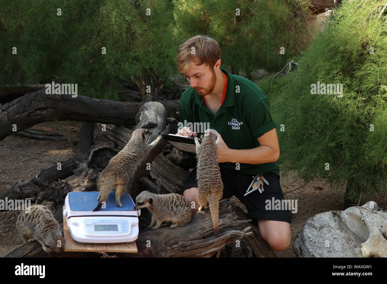 Annual weigh - in records animals vital statistics at ZSL London Zoo 22 ...