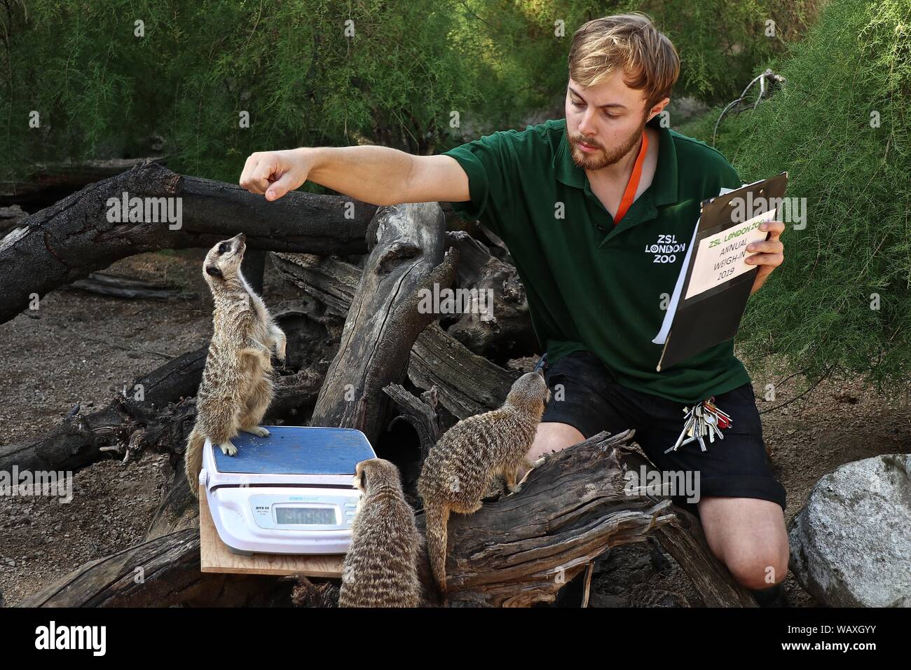 Annual weigh - in records animals vital statistics at ZSL London Zoo 22 ...
