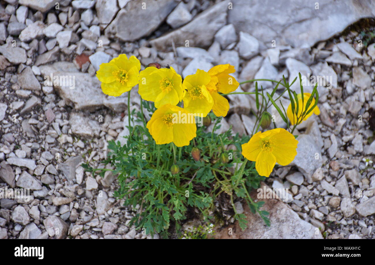 Yellow flowers growing rocks hi-res stock photography and images - Alamy