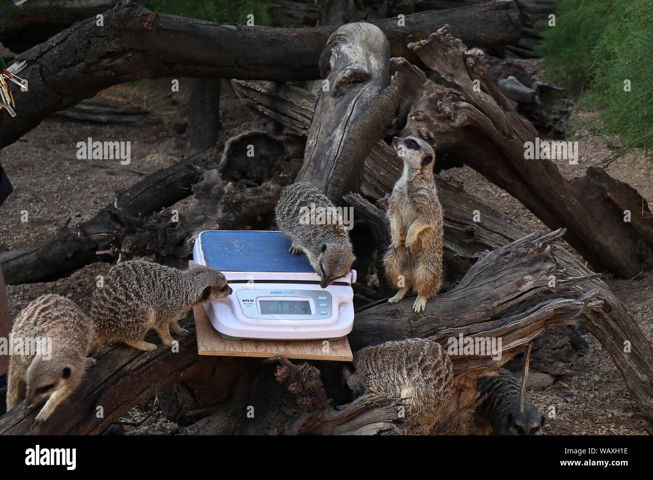 Annual weigh - in records animals vital statistics at ZSL London Zoo 22 ...