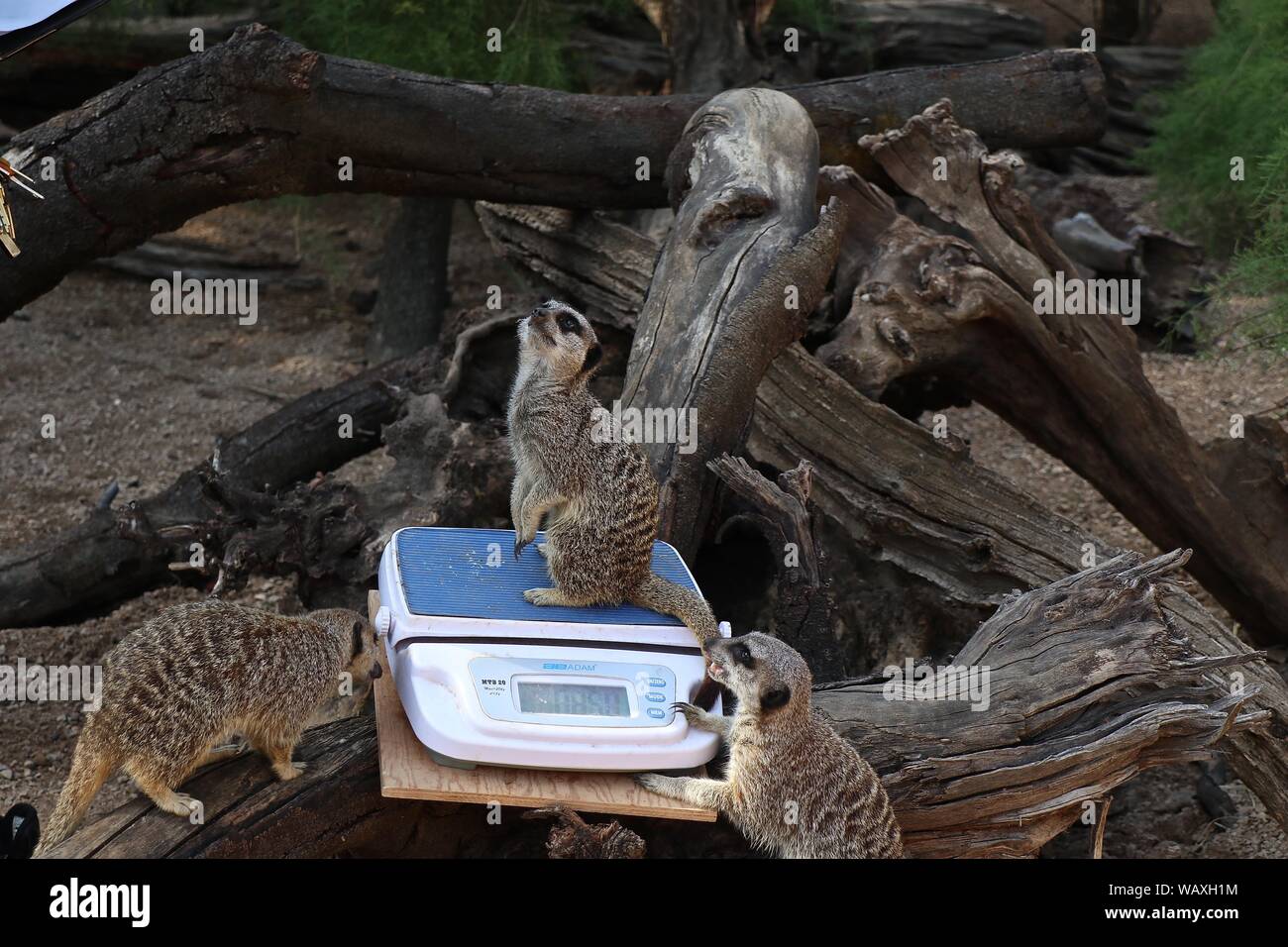 Annual weigh - in records animals vital statistics at ZSL London Zoo 22 ...