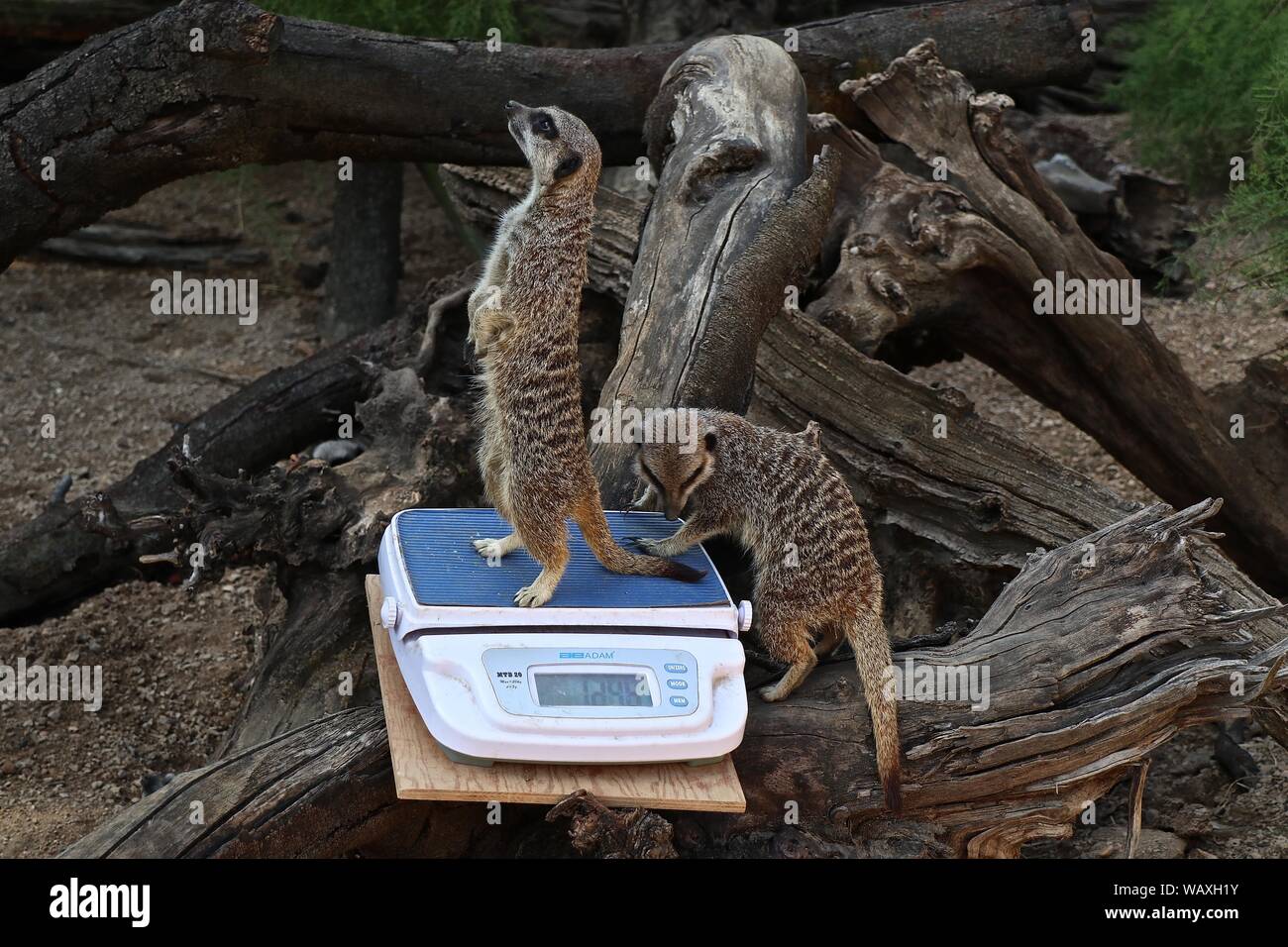 Annual weigh - in records animals vital statistics at ZSL London Zoo 22 ...