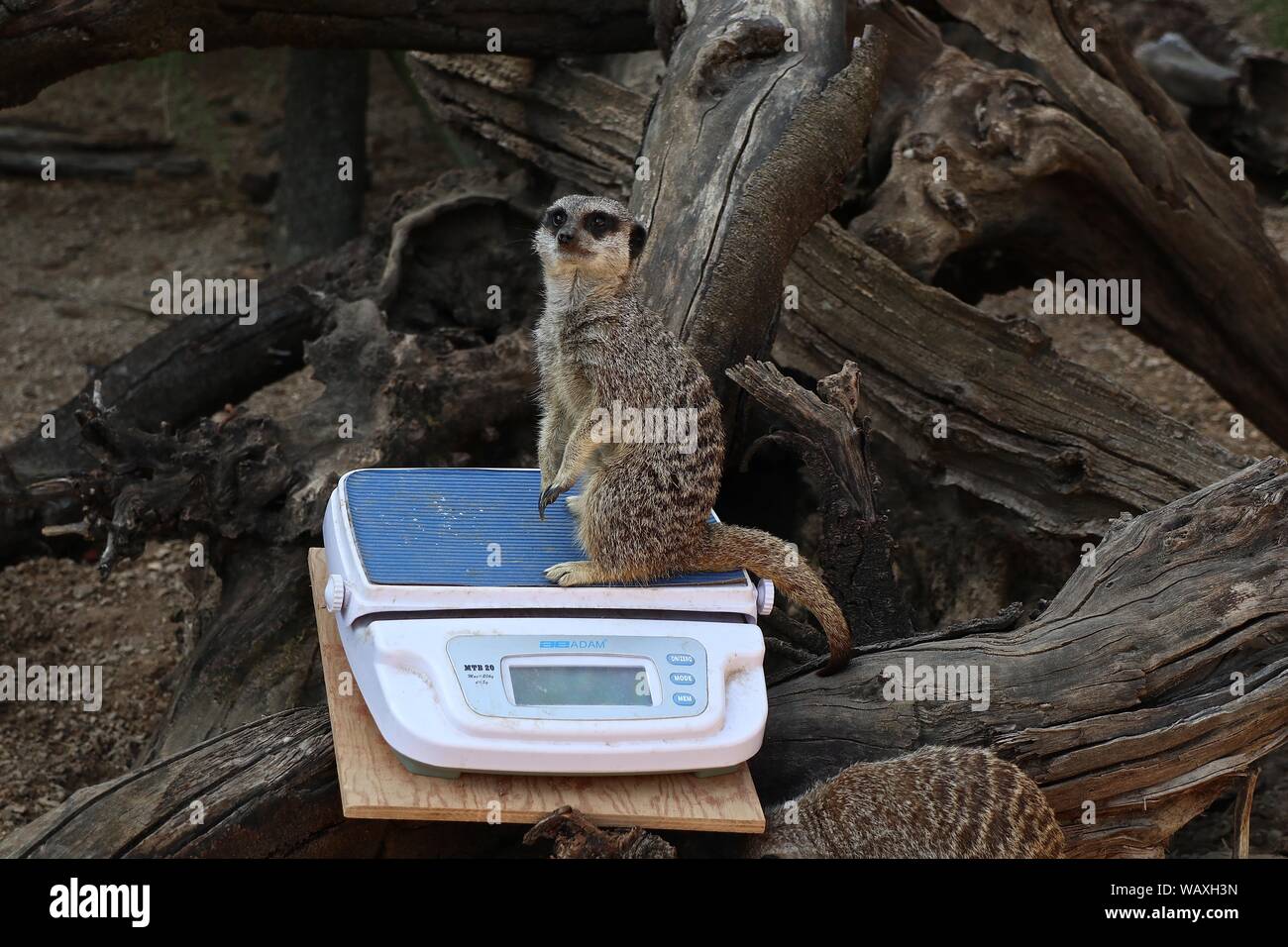 Annual weigh - in records animals vital statistics at ZSL London Zoo 22 ...