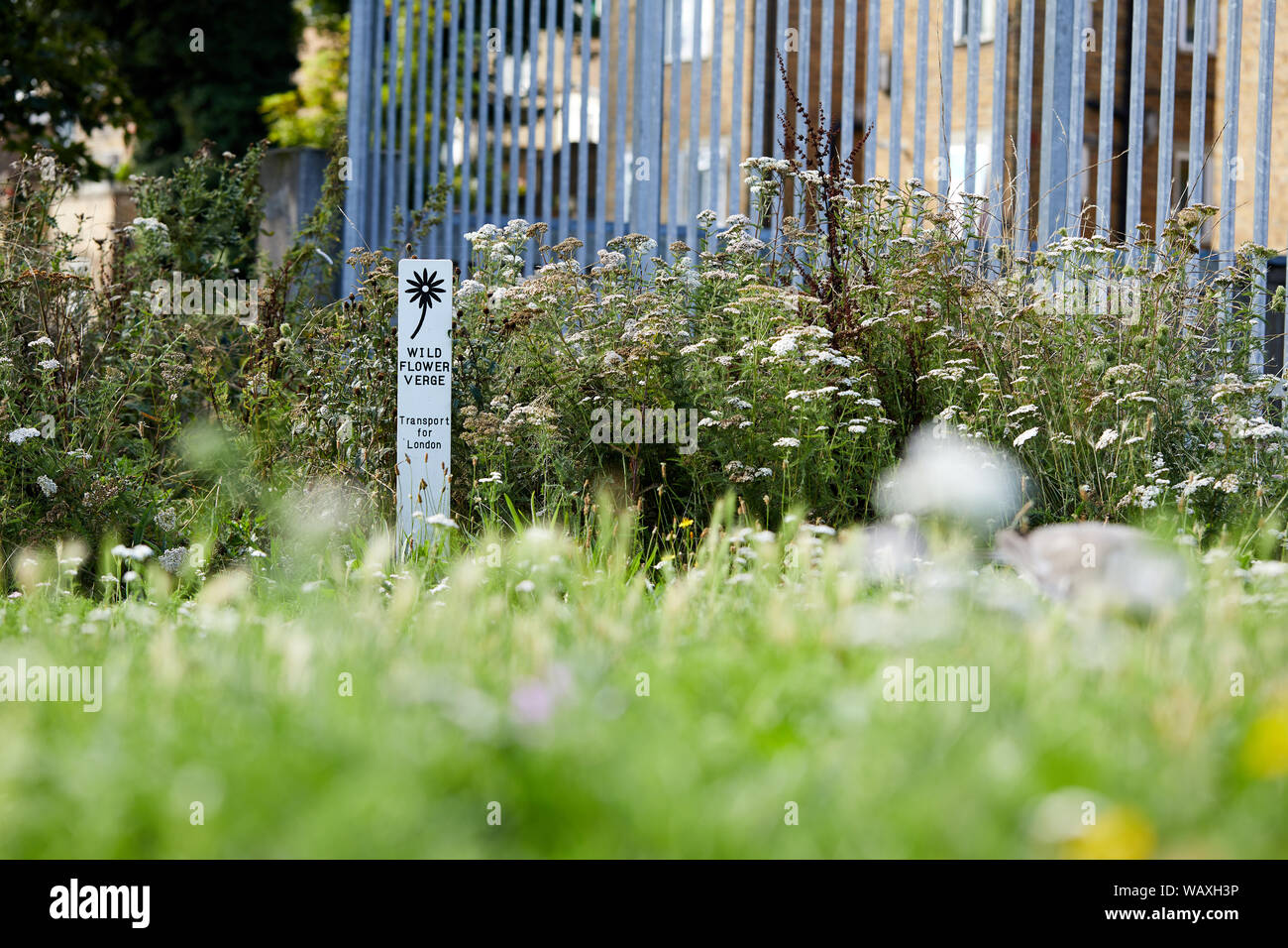 London, U.K. - August 17, 2019: A roadside verge left for wildflower ...