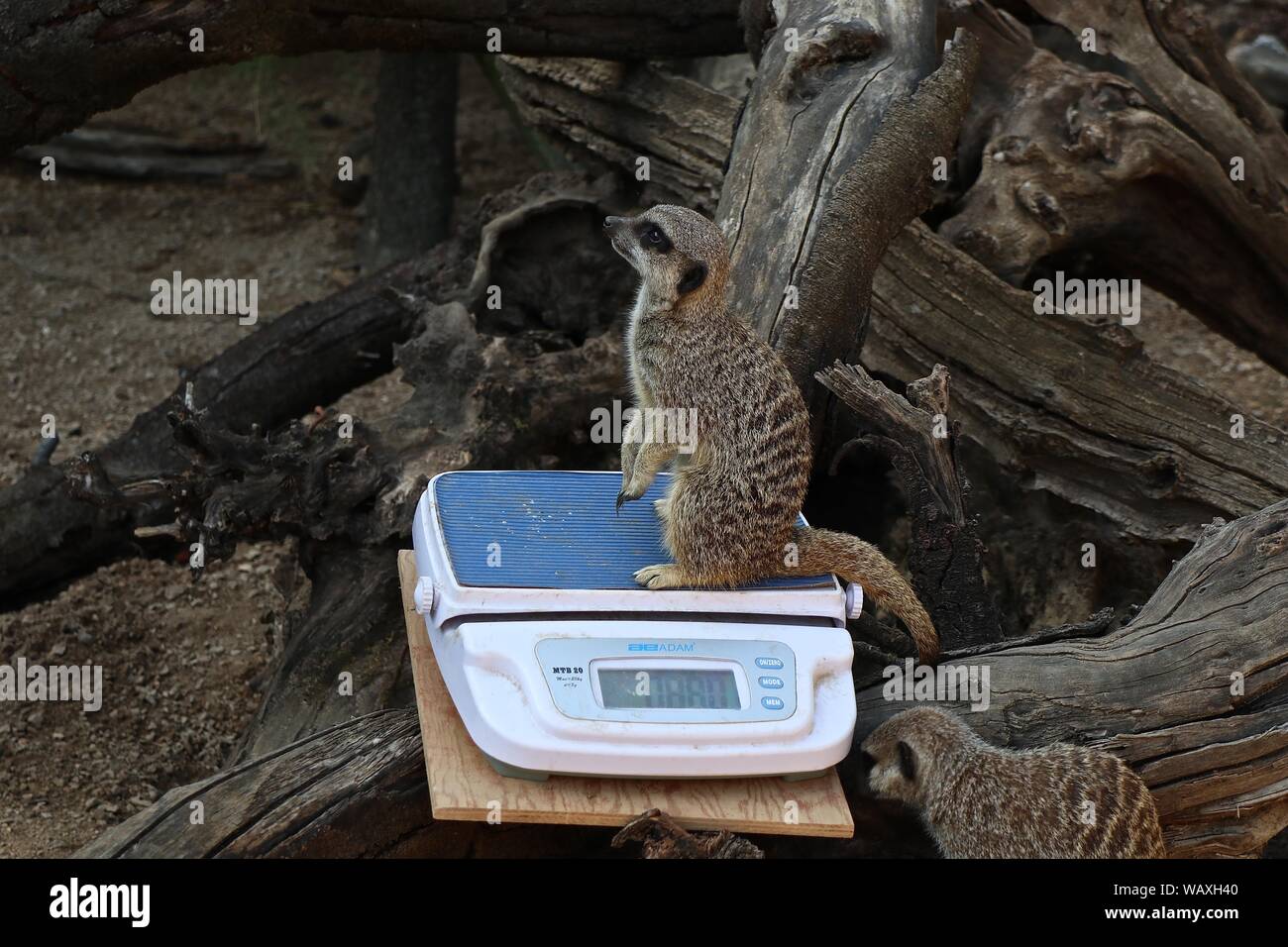 Annual weigh - in records animals vital statistics at ZSL London Zoo 22 ...