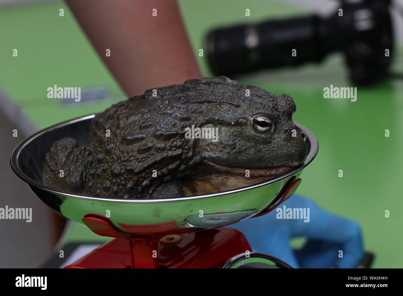 Annual weigh - in records animals vital statistics at ZSL London Zoo 22 ...