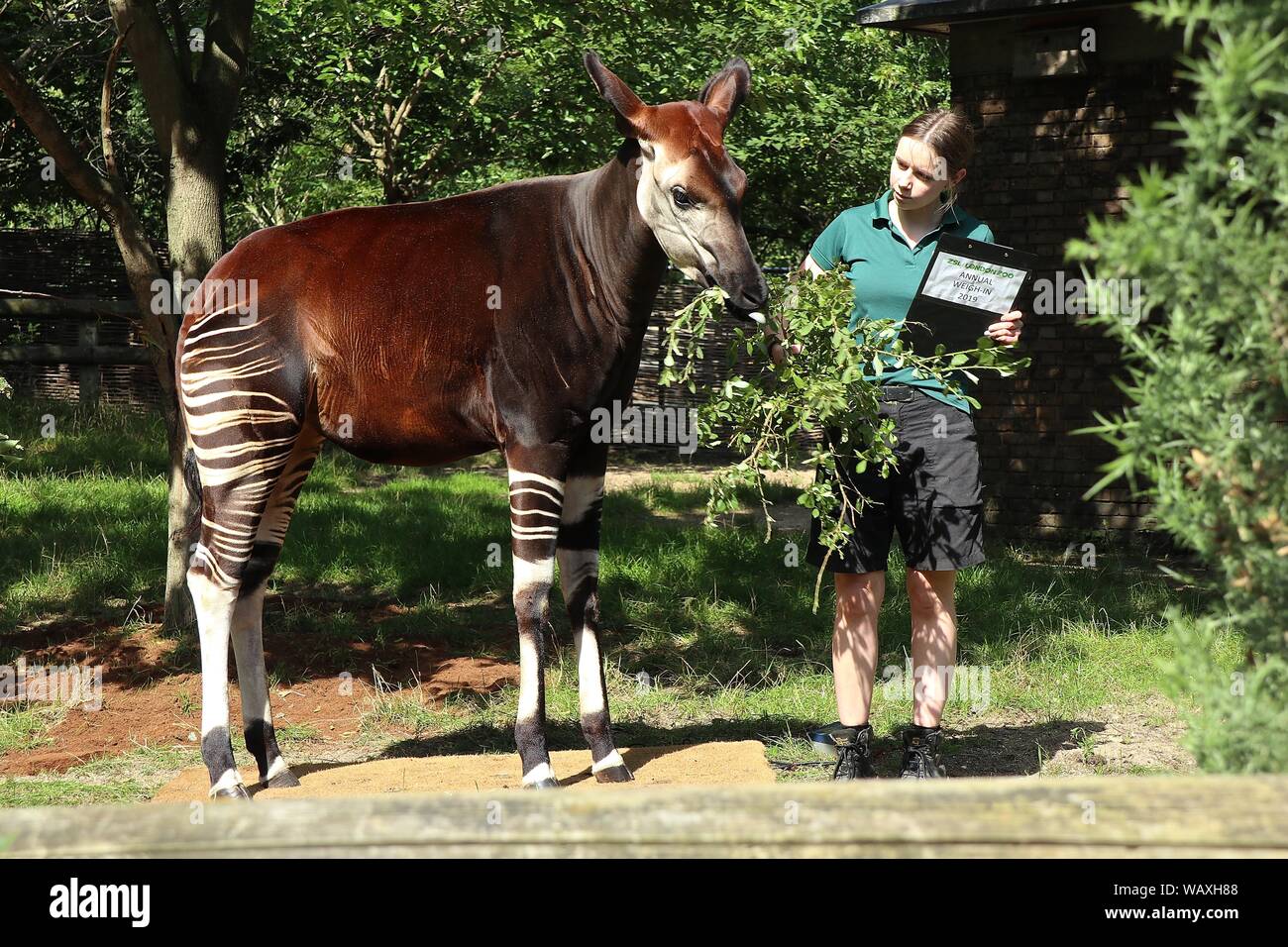 Annual weigh - in records animals vital statistics at ZSL London Zoo 22 ...