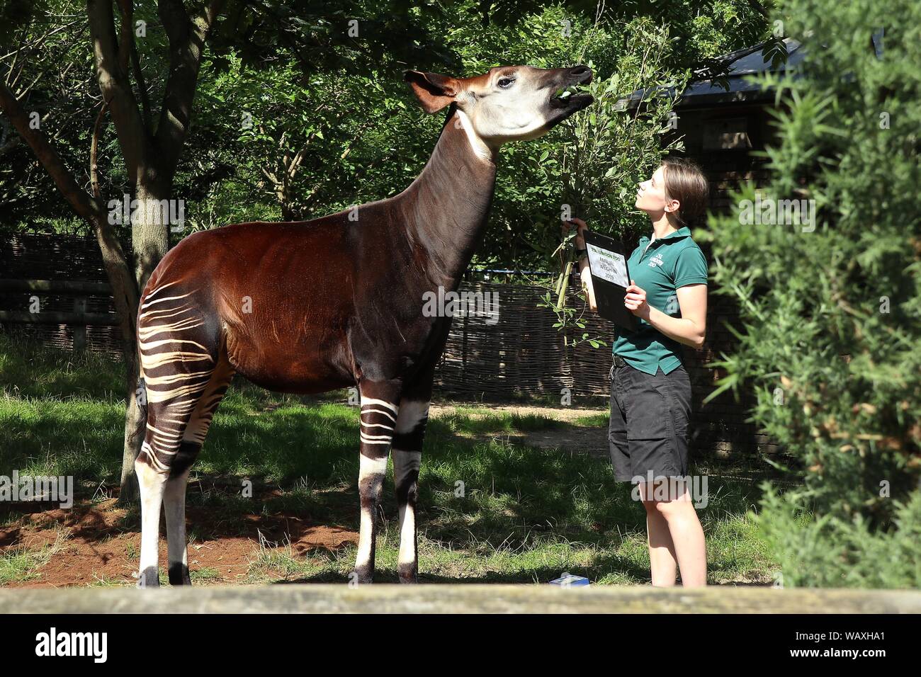 Annual weigh - in records animals vital statistics at ZSL London Zoo 22 ...