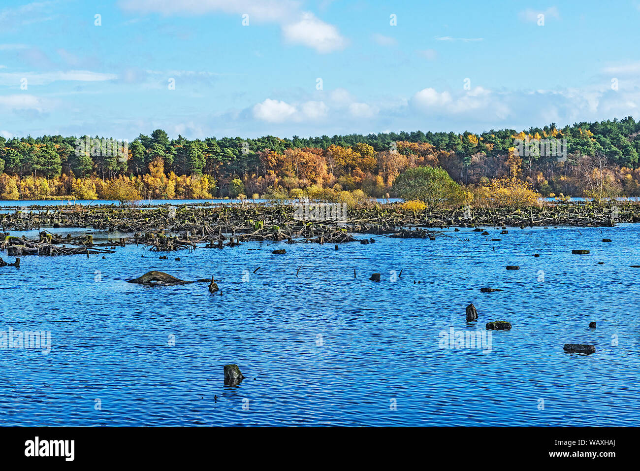 Delamere Forest showing dead tree stumps in part of Blakemere Moss ...
