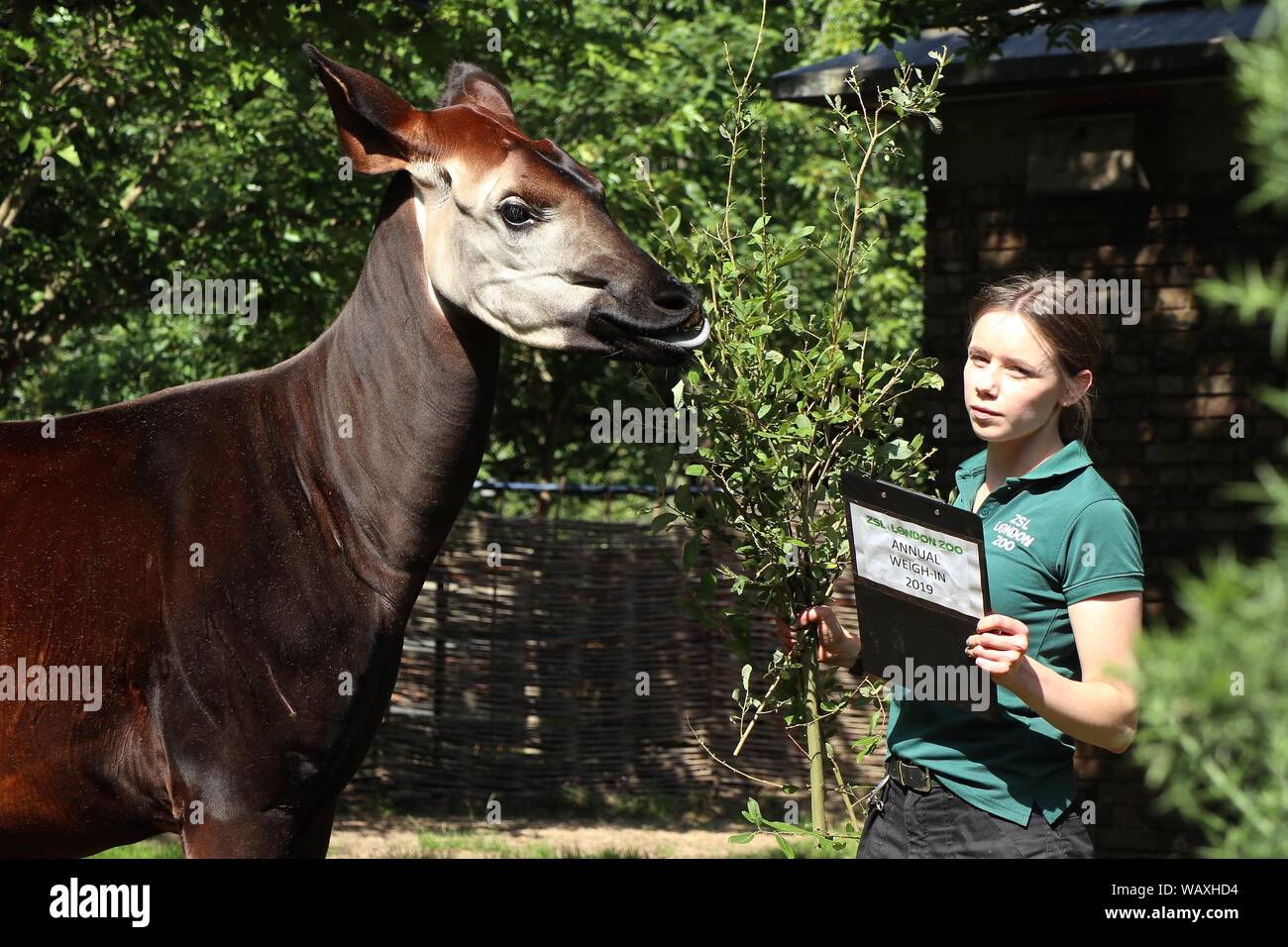 Annual weigh - in records animals vital statistics at ZSL London Zoo 22 ...