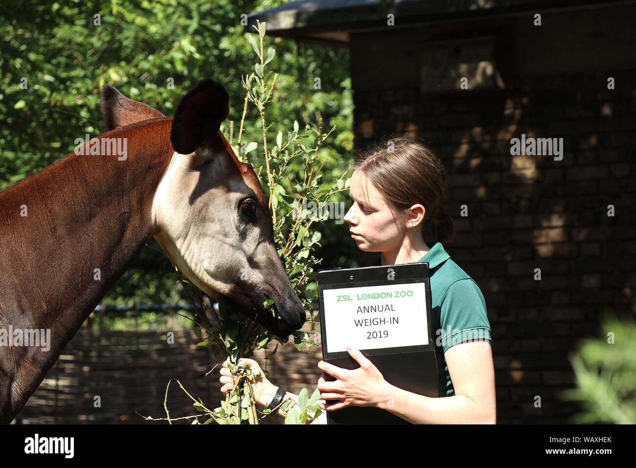 Annual weigh - in records animals vital statistics at ZSL London Zoo 22 ...