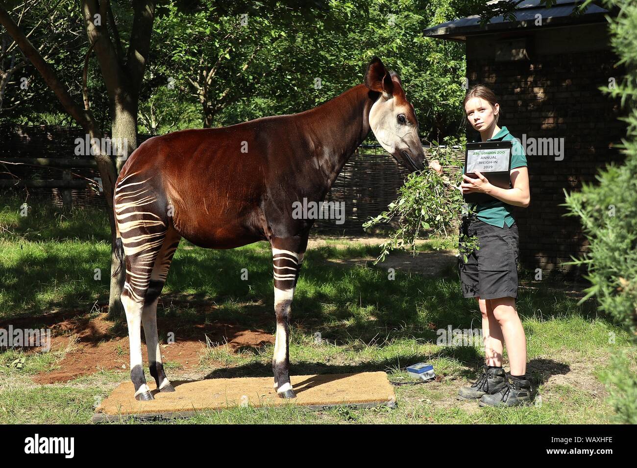 Annual weigh - in records animals vital statistics at ZSL London Zoo 22 ...