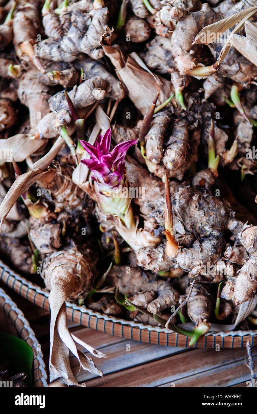 Stem ginger root flower hi-res stock photography and images - Alamy