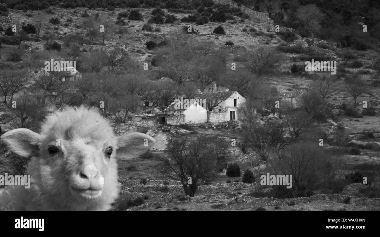 A young sheep hi-res stock photography and images - Alamy