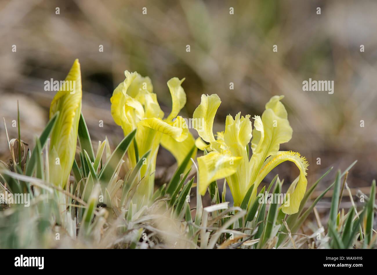 Yellow Iris. Yellow flower growing wild in marsh land Stock Photo - Alamy