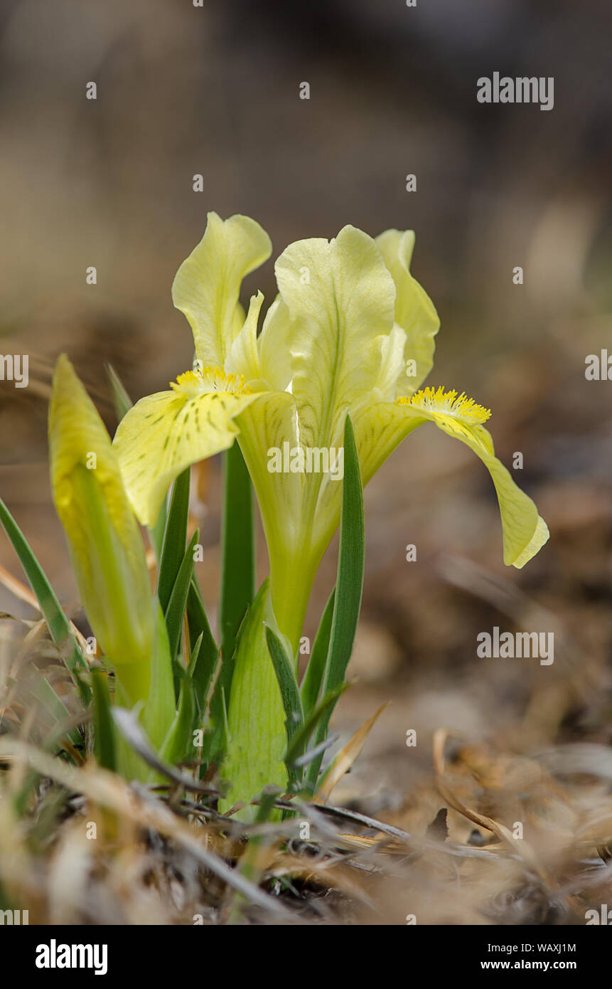 Marshplant Stock Photos & Marshplant Stock Images - Alamy